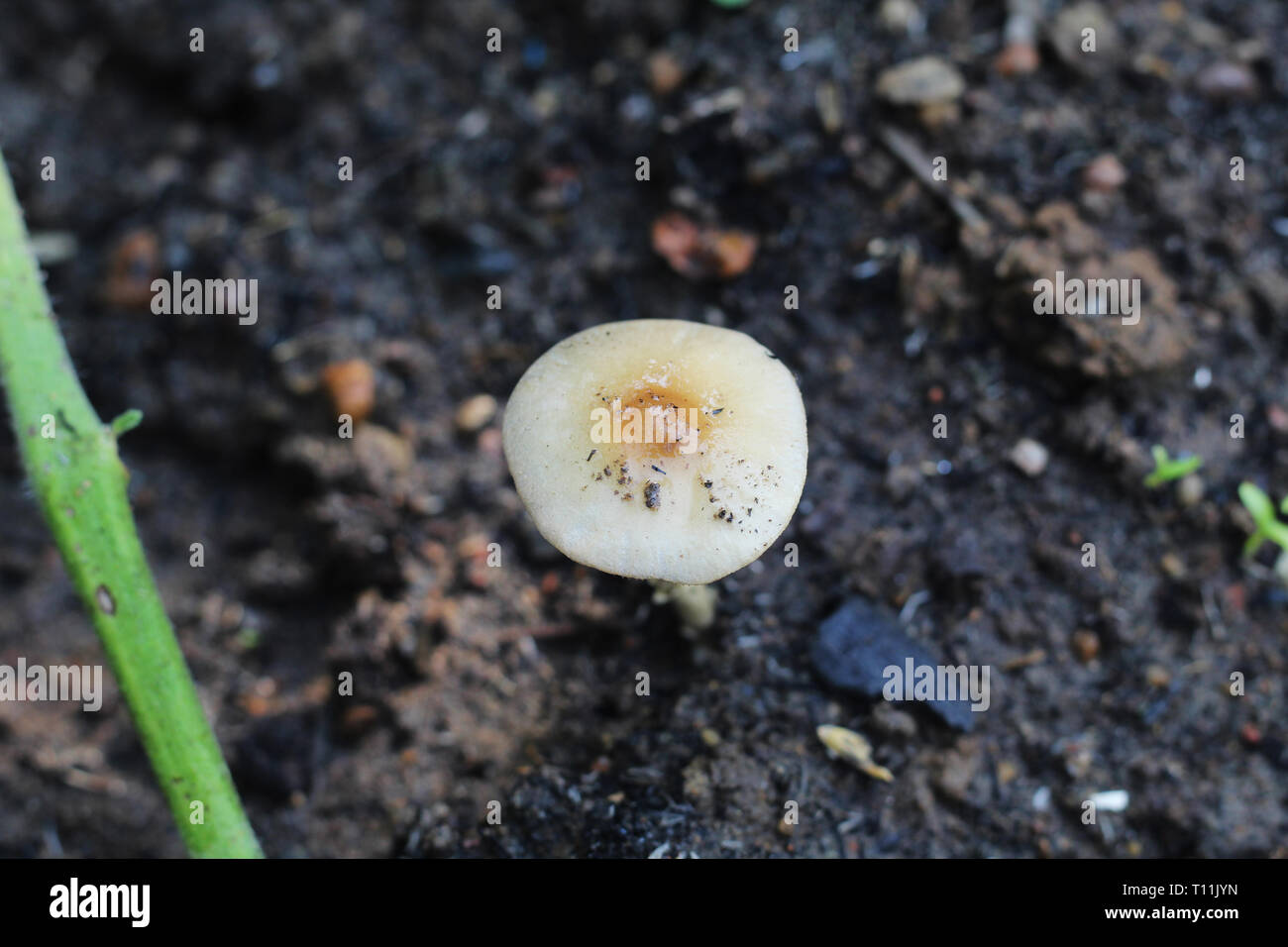 Masroom hi-res stock photography and images - Alamy
