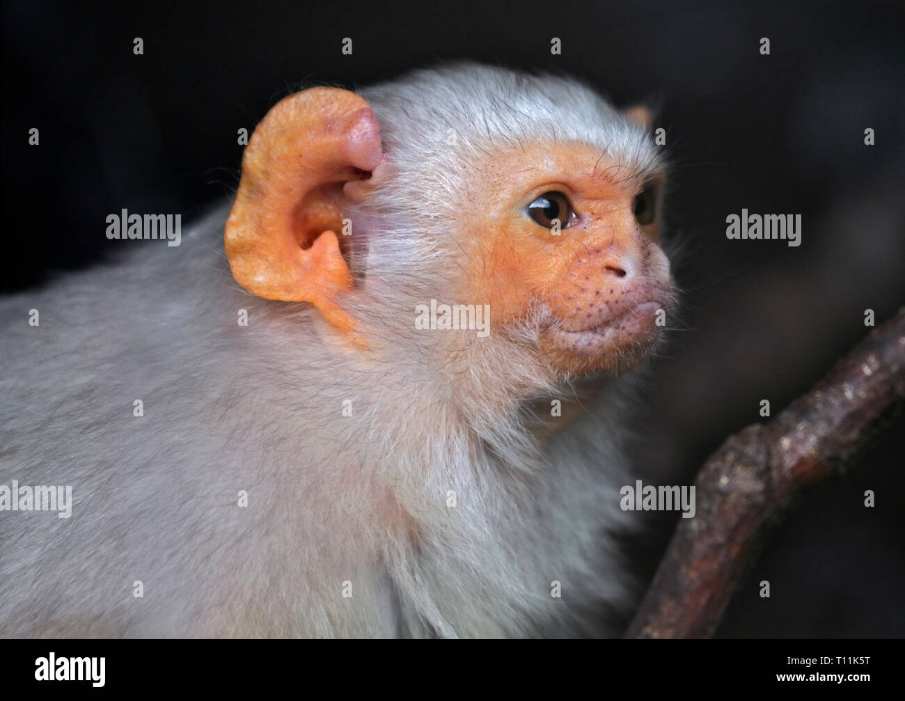 Mico hi-res stock photography and images - Alamy