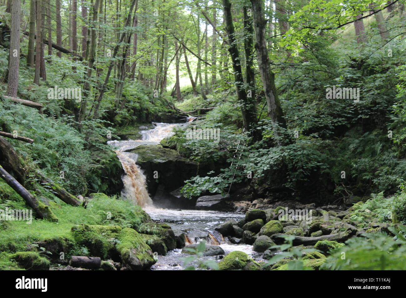 A small waterfall surrounded by a lot of greenery an trees in England ...