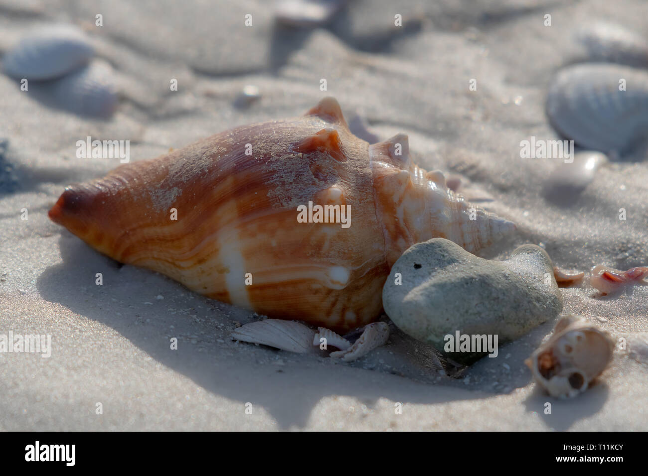 shells on the beach Stock Photo - Alamy