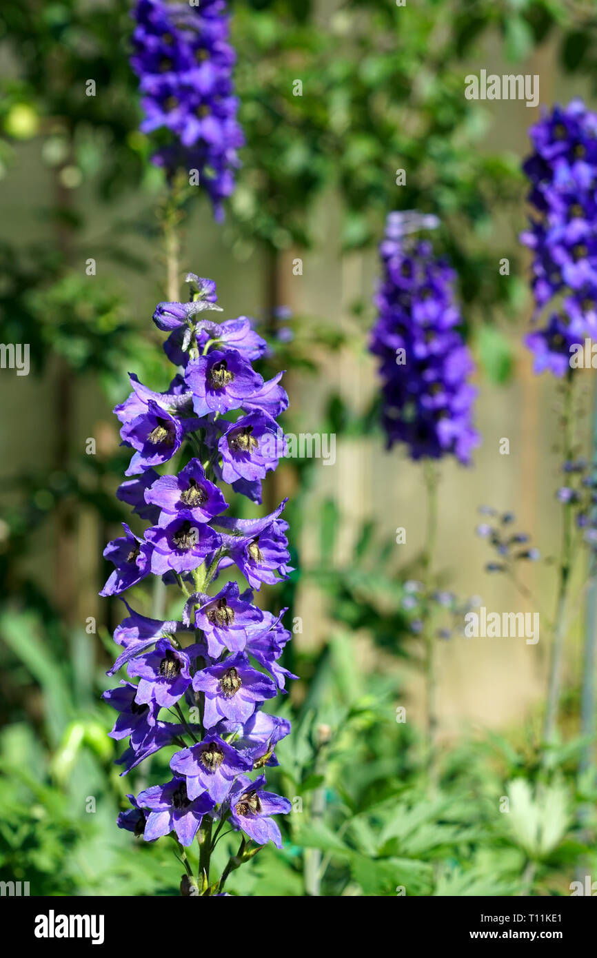 White alpine delphinium blooming hi-res stock photography and images ...
