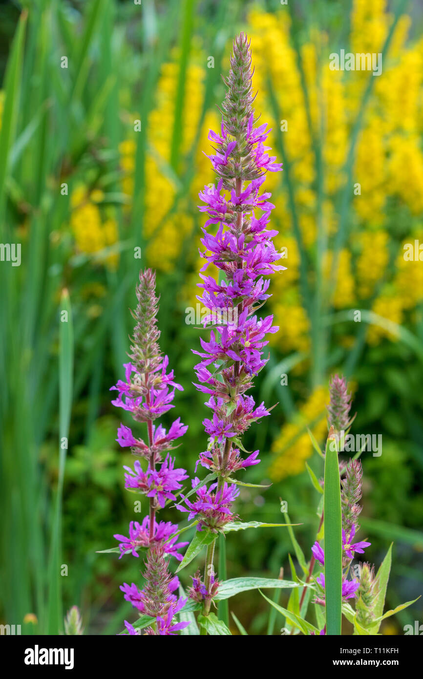 Blooming sally hi-res stock photography and images - Alamy