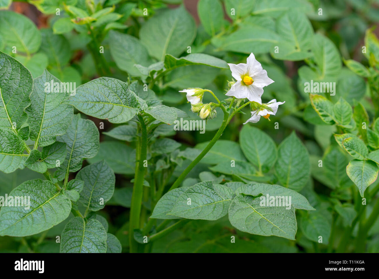 Haulm potato hi-res stock photography and images - Alamy