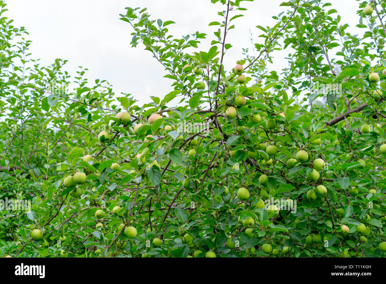 twigs of apple tree with fruits Stock Photo - Alamy