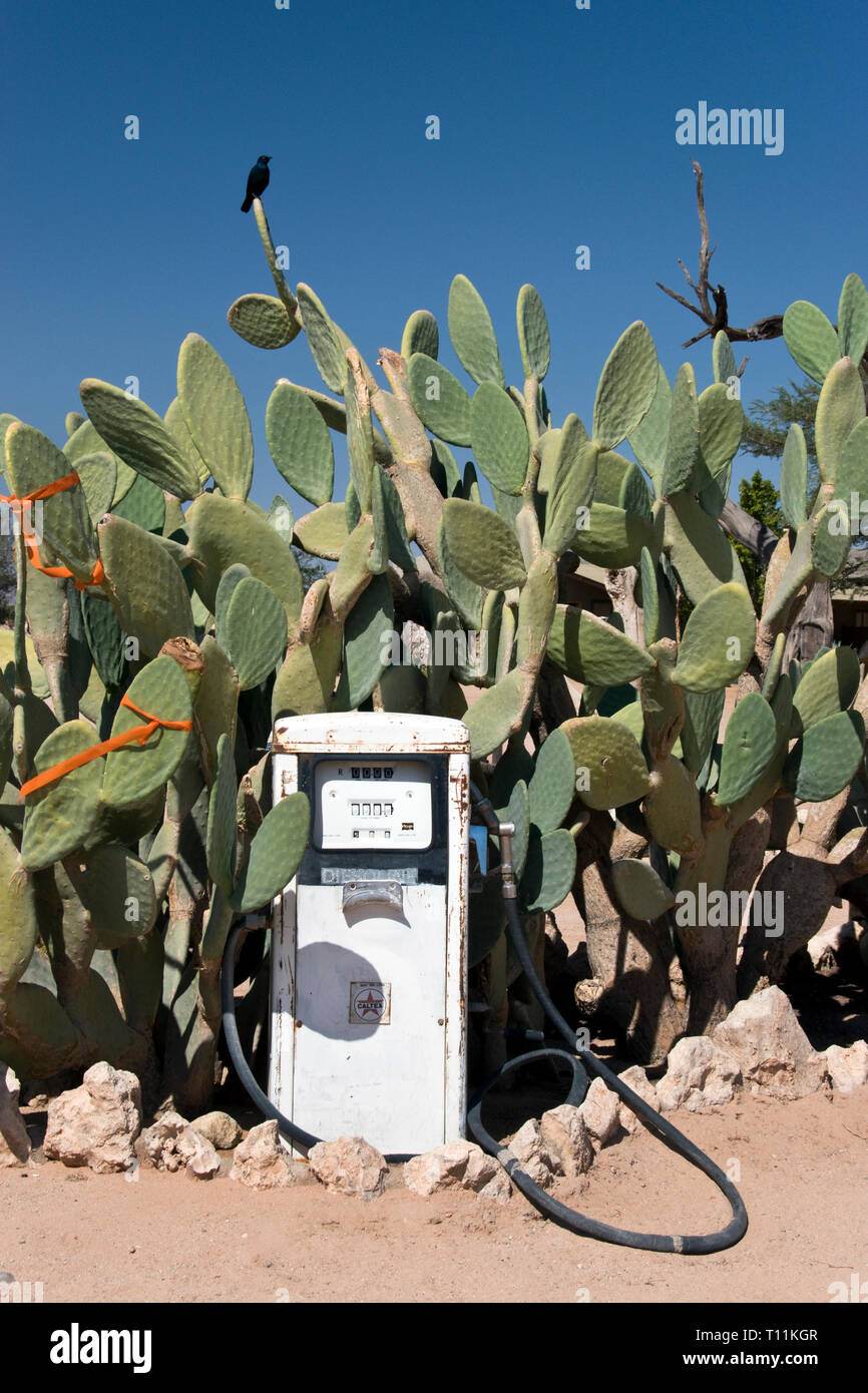 General cactus hi-res stock photography and images - Alamy