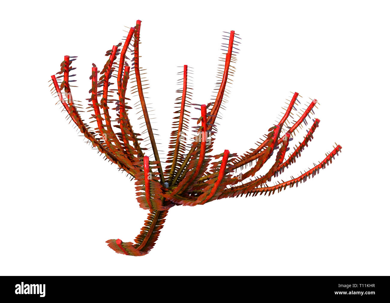 3D rendering of a red sea lily isolated on white background Stock Photo ...