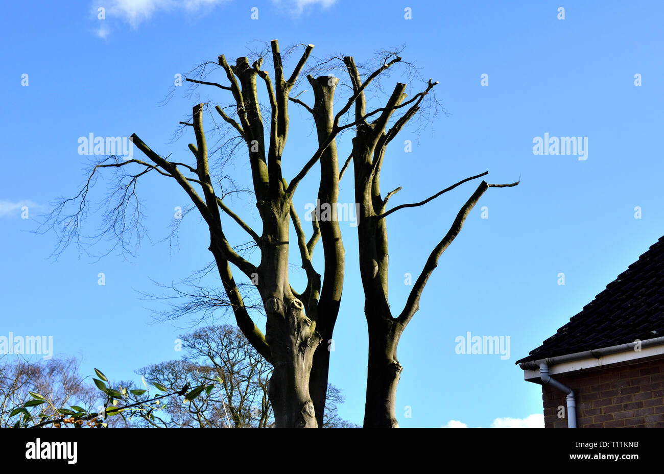 Overhanging branches hi-res stock photography and images - Alamy