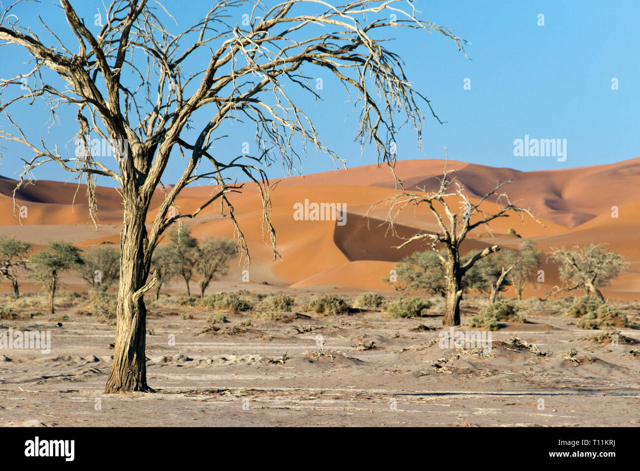 Desert trees grow next to the famous red sand dunes at Sossusvlei ...