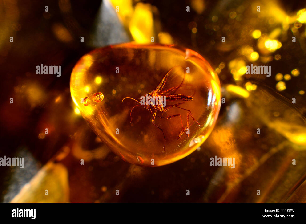 Prehistoric insect in amber hi-res stock photography and images - Alamy
