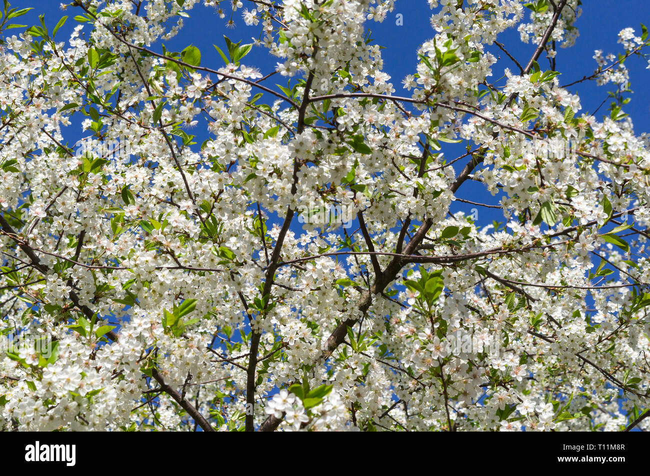 Beautiful cherry blossom in spring hi-res stock photography and images ...