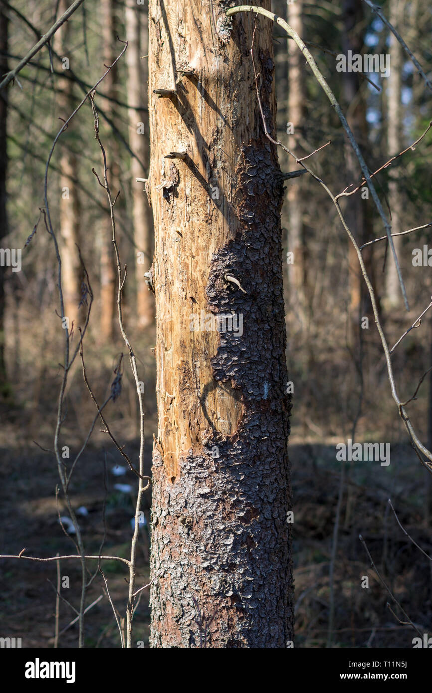 Wood affected with woodworm Ips typographus. Damaged tree trunk close ...