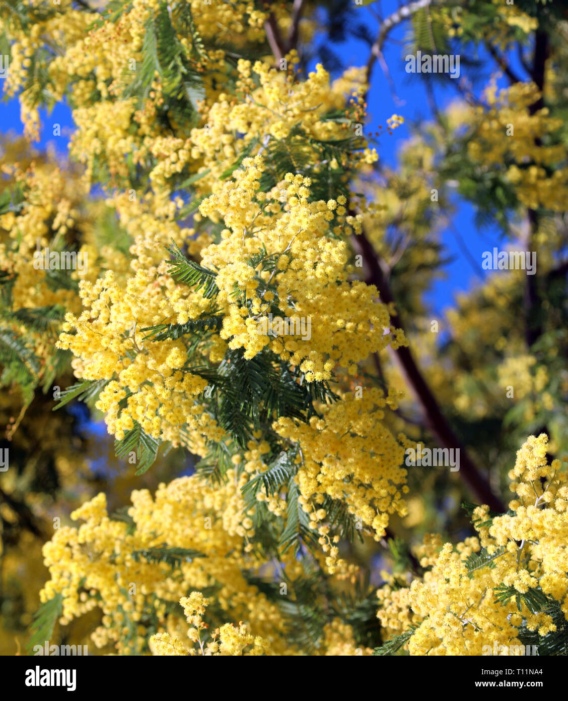 Yellow flowers called Mimosa of Acacia Tree also called Wattles symbol ...