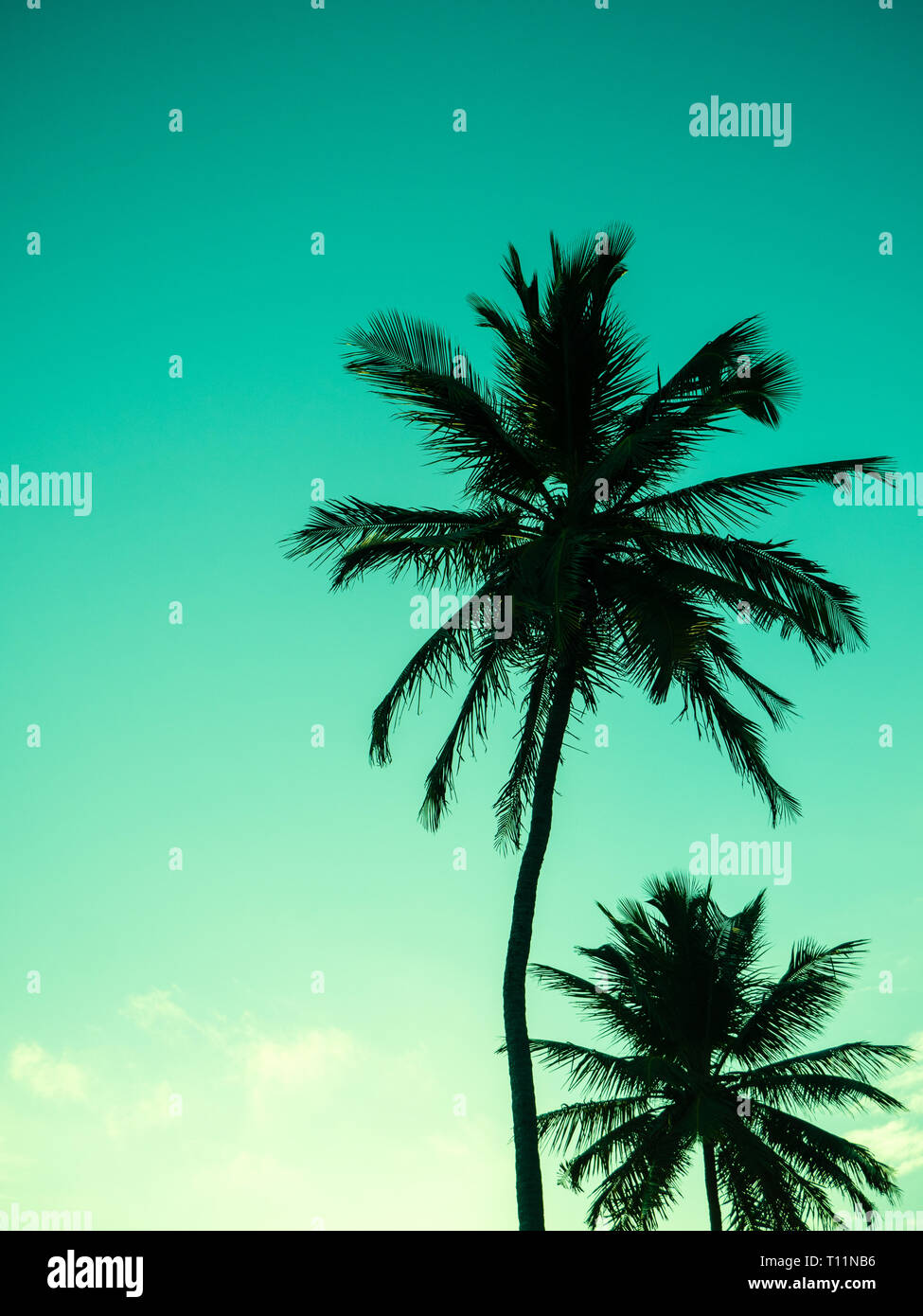 Graphic Landscape Image of Twin Palm Trees, Sunset, Slow Travel ...