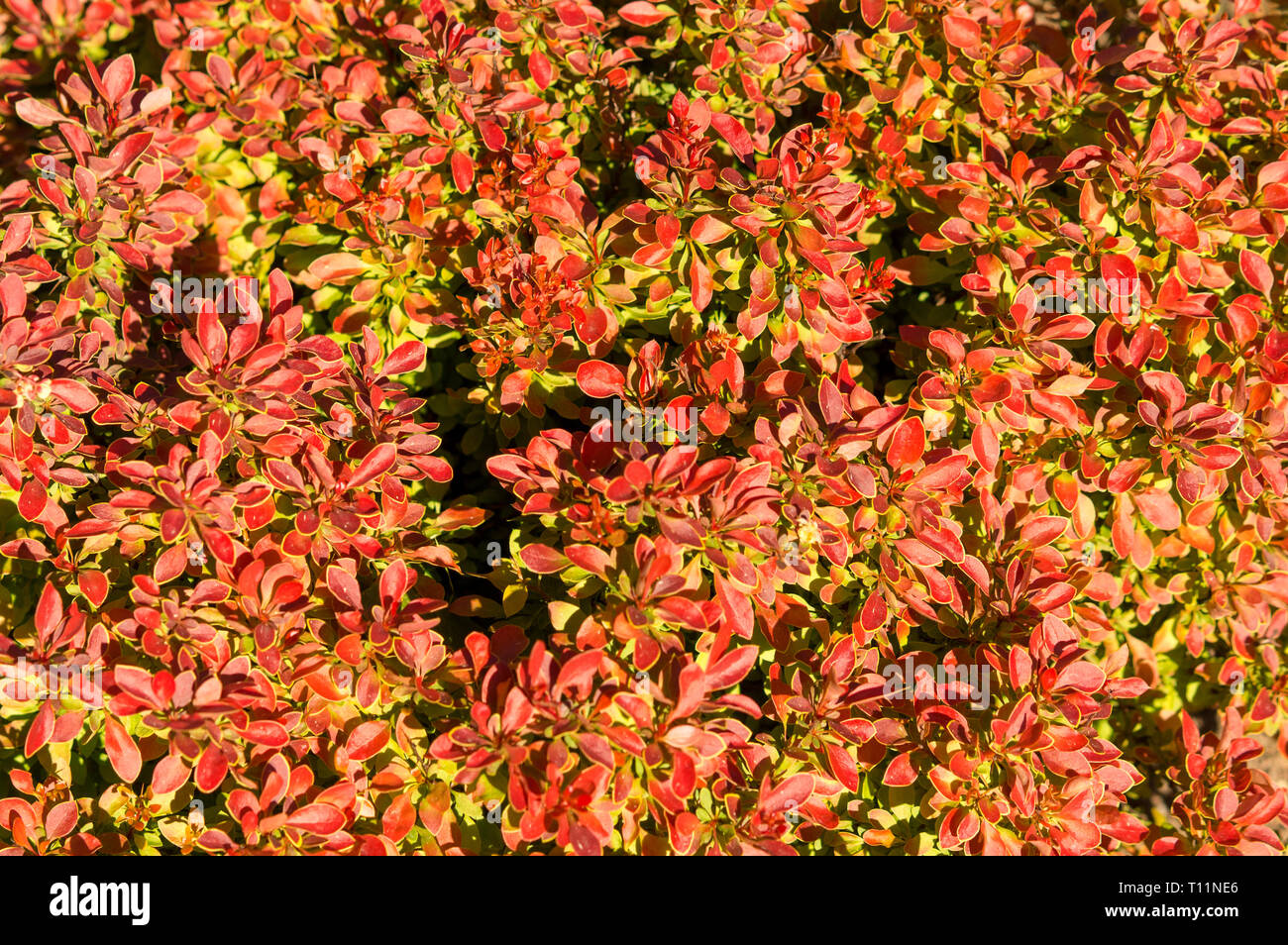 Decorative berberis thunbergii with red leaves Stock Photo - Alamy