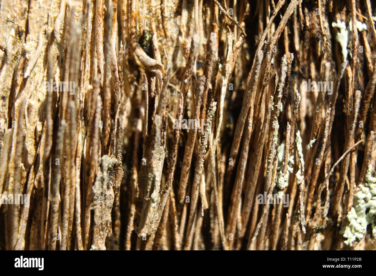 Close up image of palm tree bark taken in Orlando, Florida Stock Photo ...