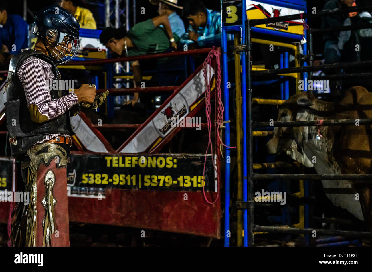 bull rider getting ready to ride in Guatemalan rodeo Stock Photo - Alamy