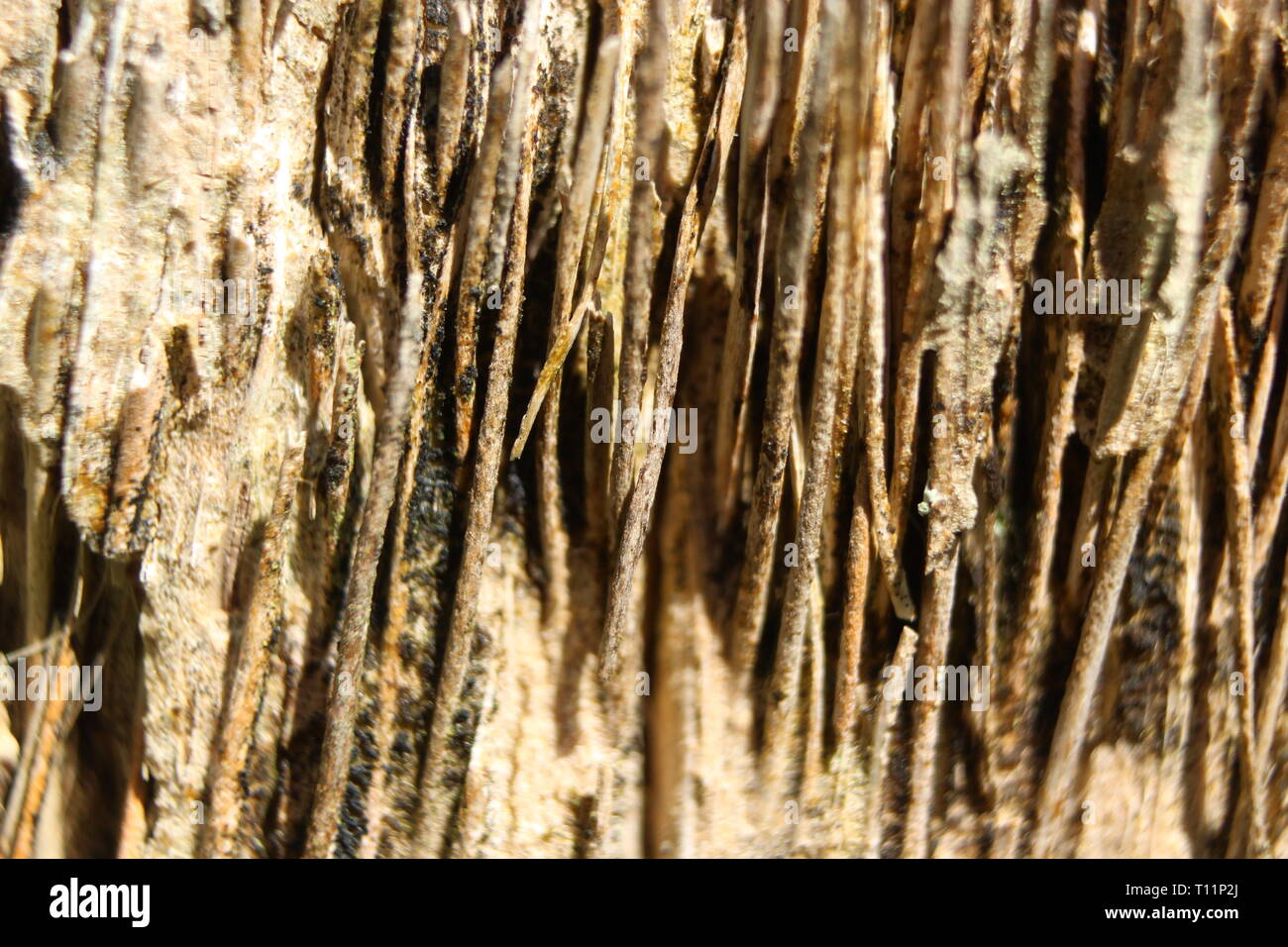 Bark tree florida hi-res stock photography and images - Alamy