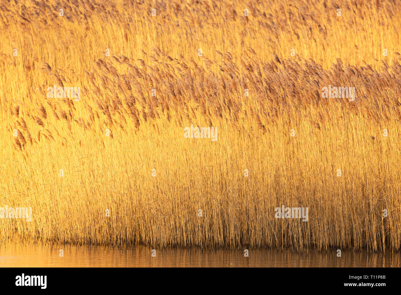 Great Britain, Somerset levels. Common reed (Phragmites australis) in ...