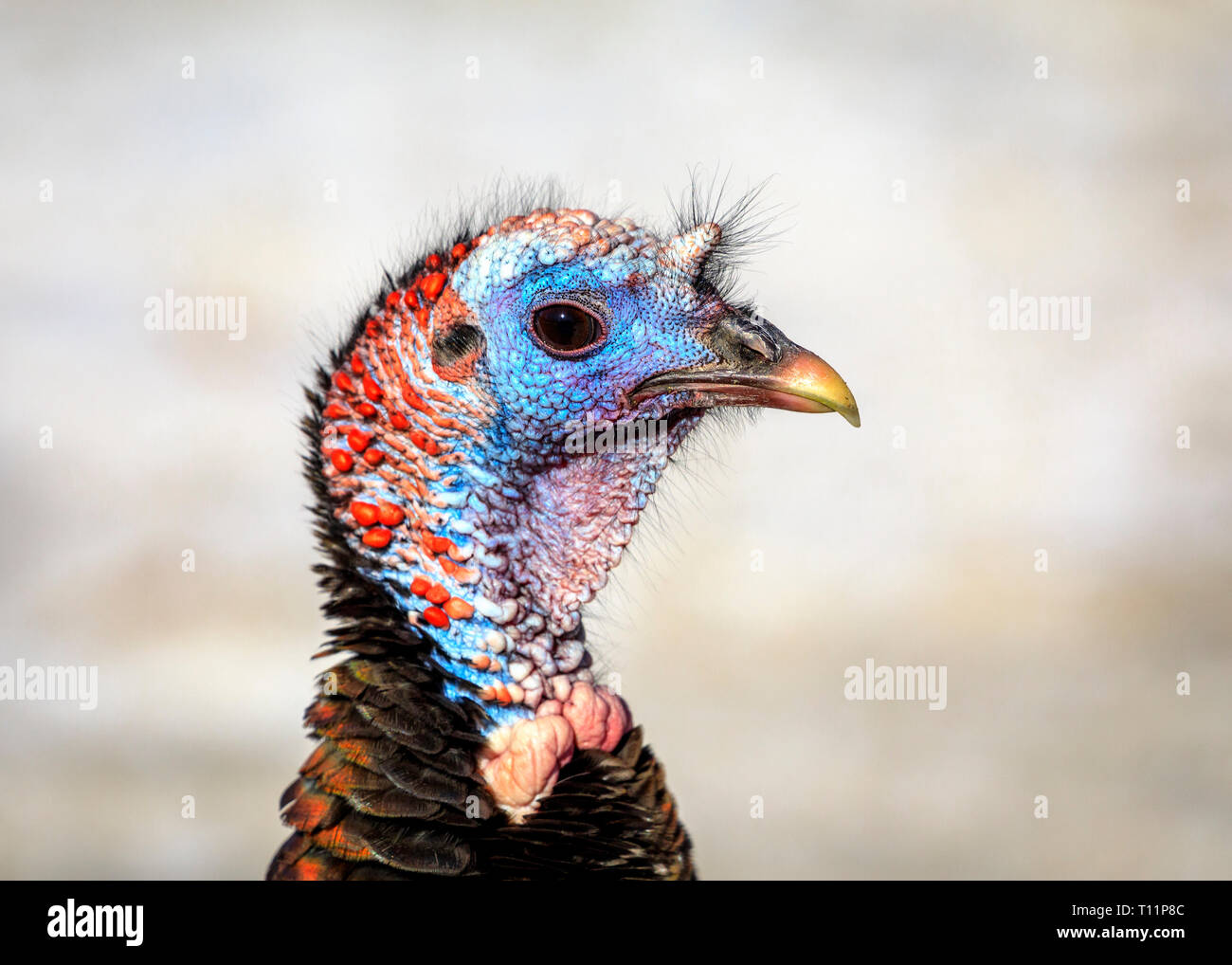 Canadian hen hi-res stock photography and images - Alamy