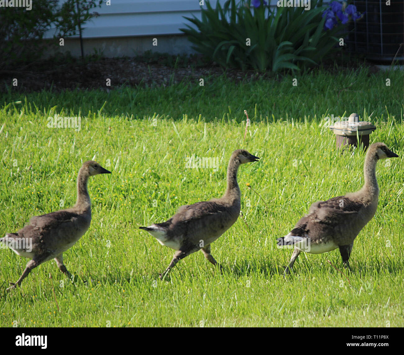 Life cycle of canada geese hi-res stock photography and images - Alamy