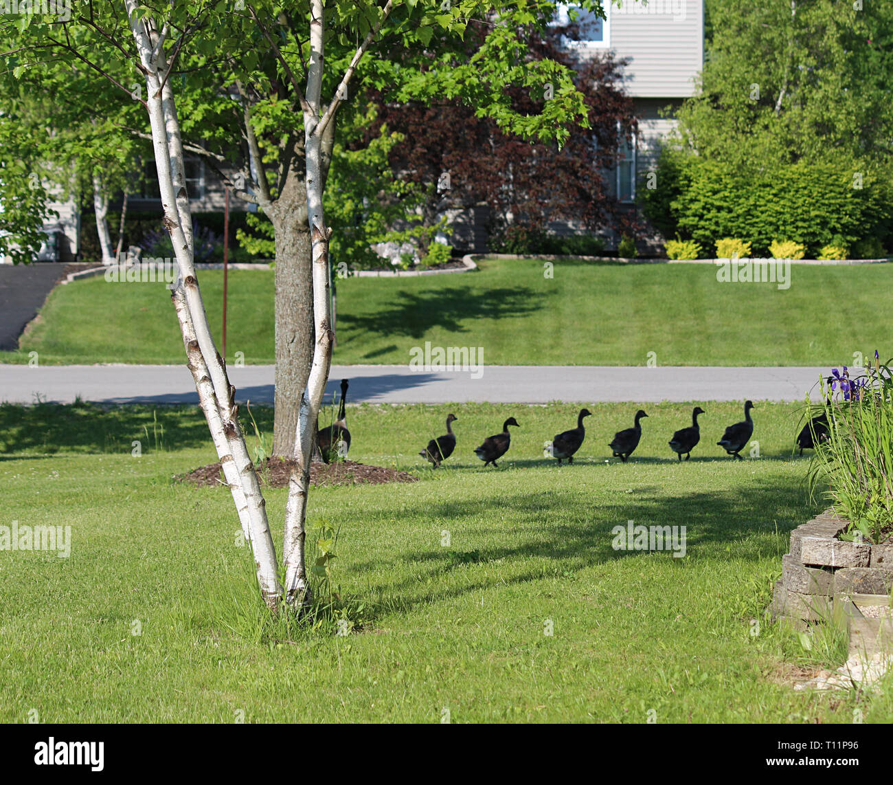 Life cycle of geese hi-res stock photography and images - Alamy