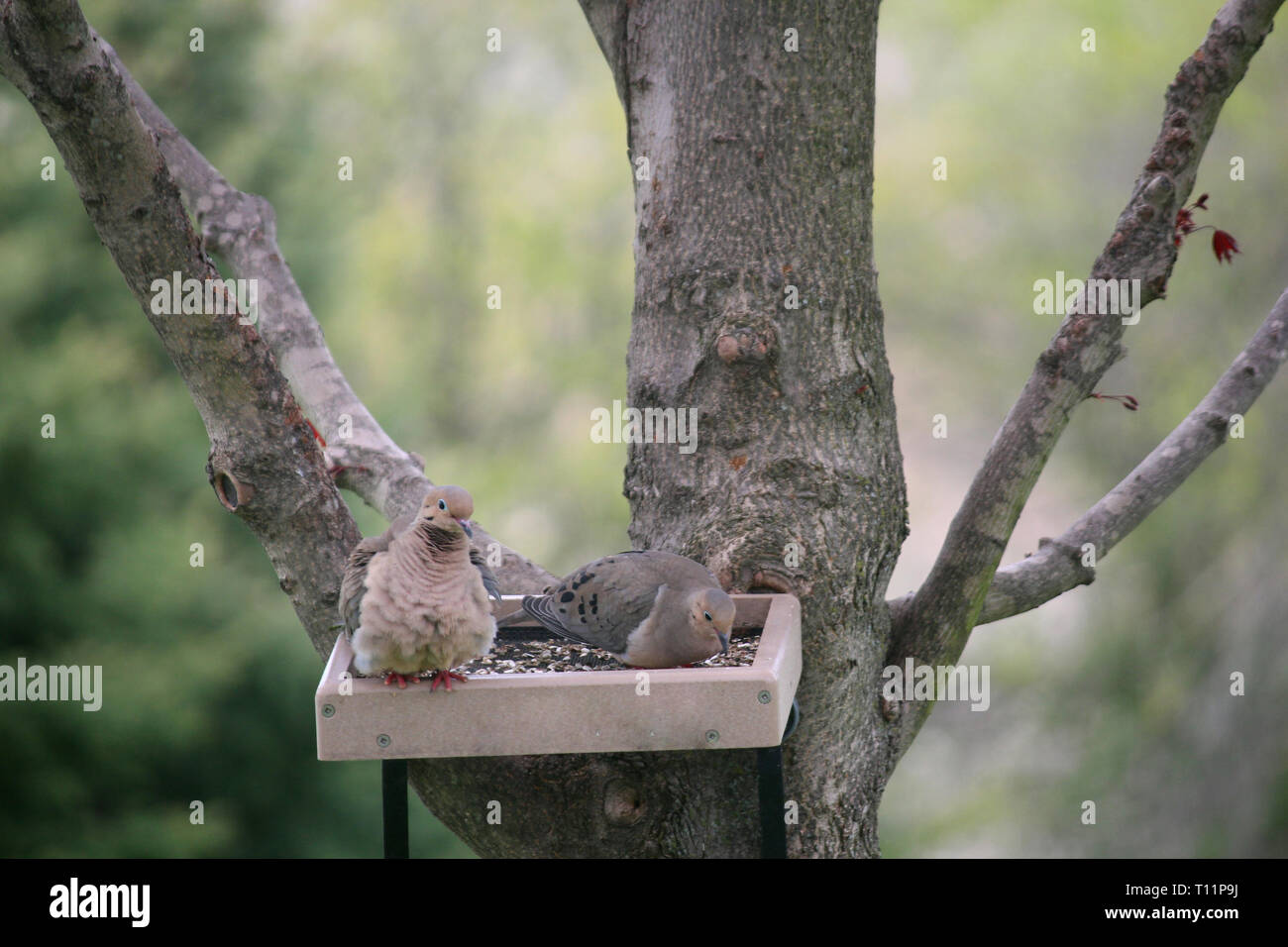 Close up of a male and female Mourning Dove eating seed on a birdfeeder ...