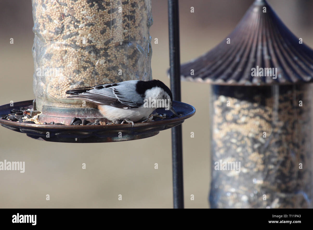 Nuthatch feeder birdfeeder seed hi-res stock photography and images - Alamy