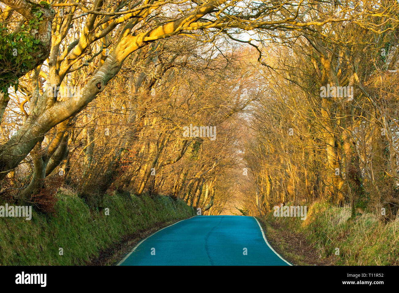 Manx hedge hi-res stock photography and images - Alamy