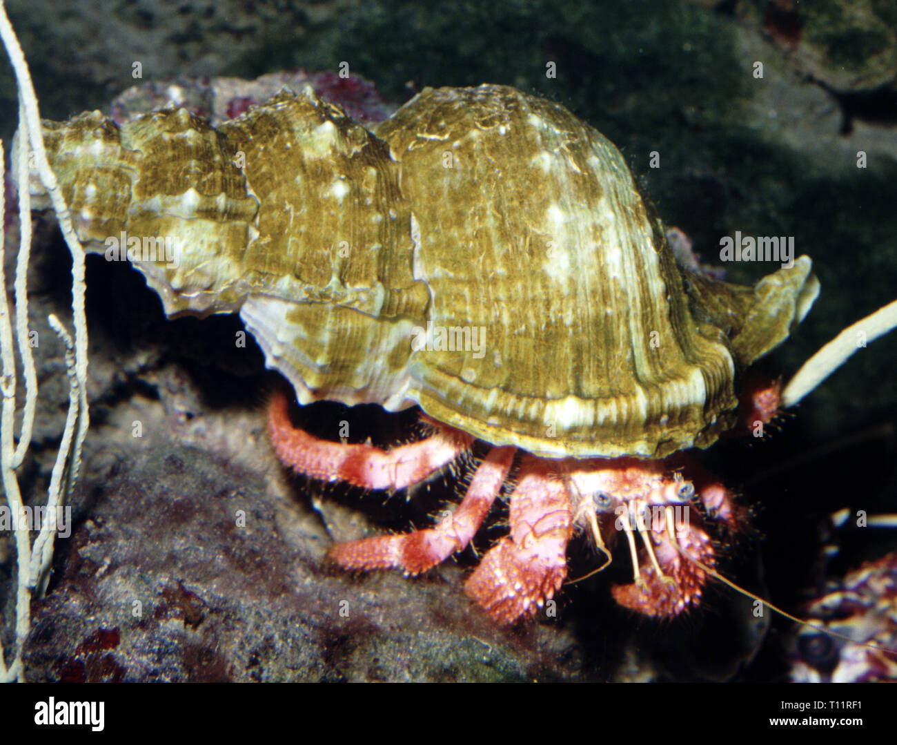 Red hermit crab (Dardanus calidus Stock Photo - Alamy