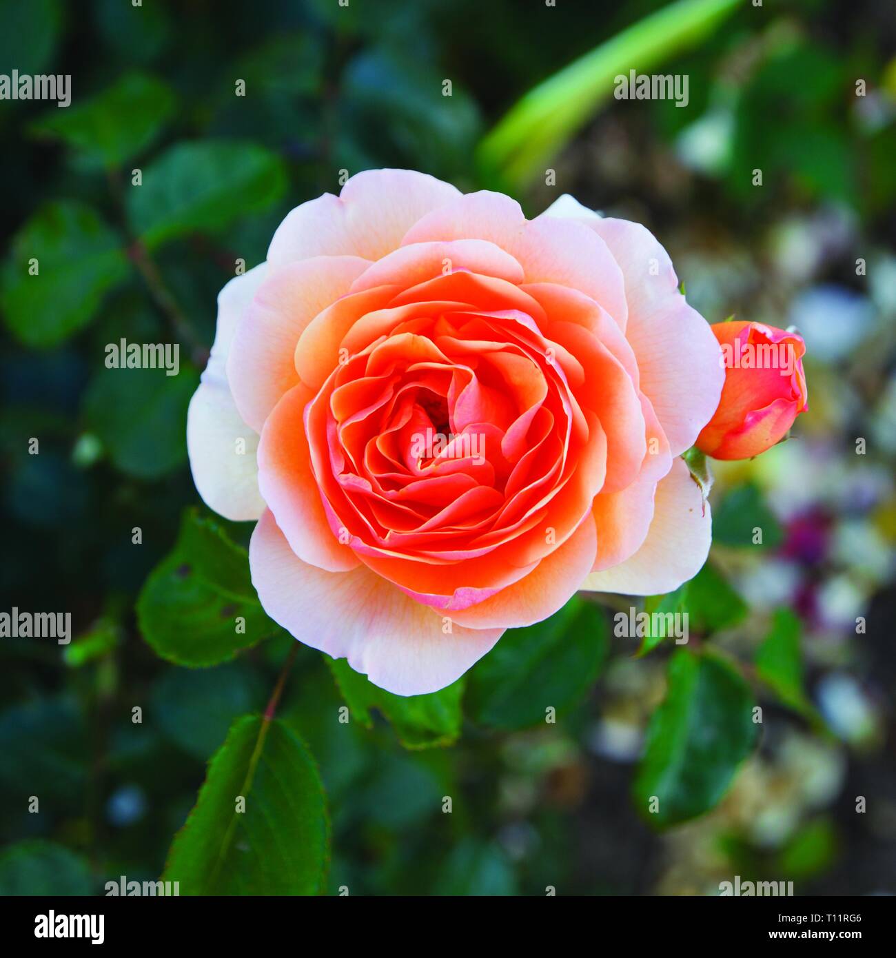 Perfect orange red rose flower Stock Photo - Alamy