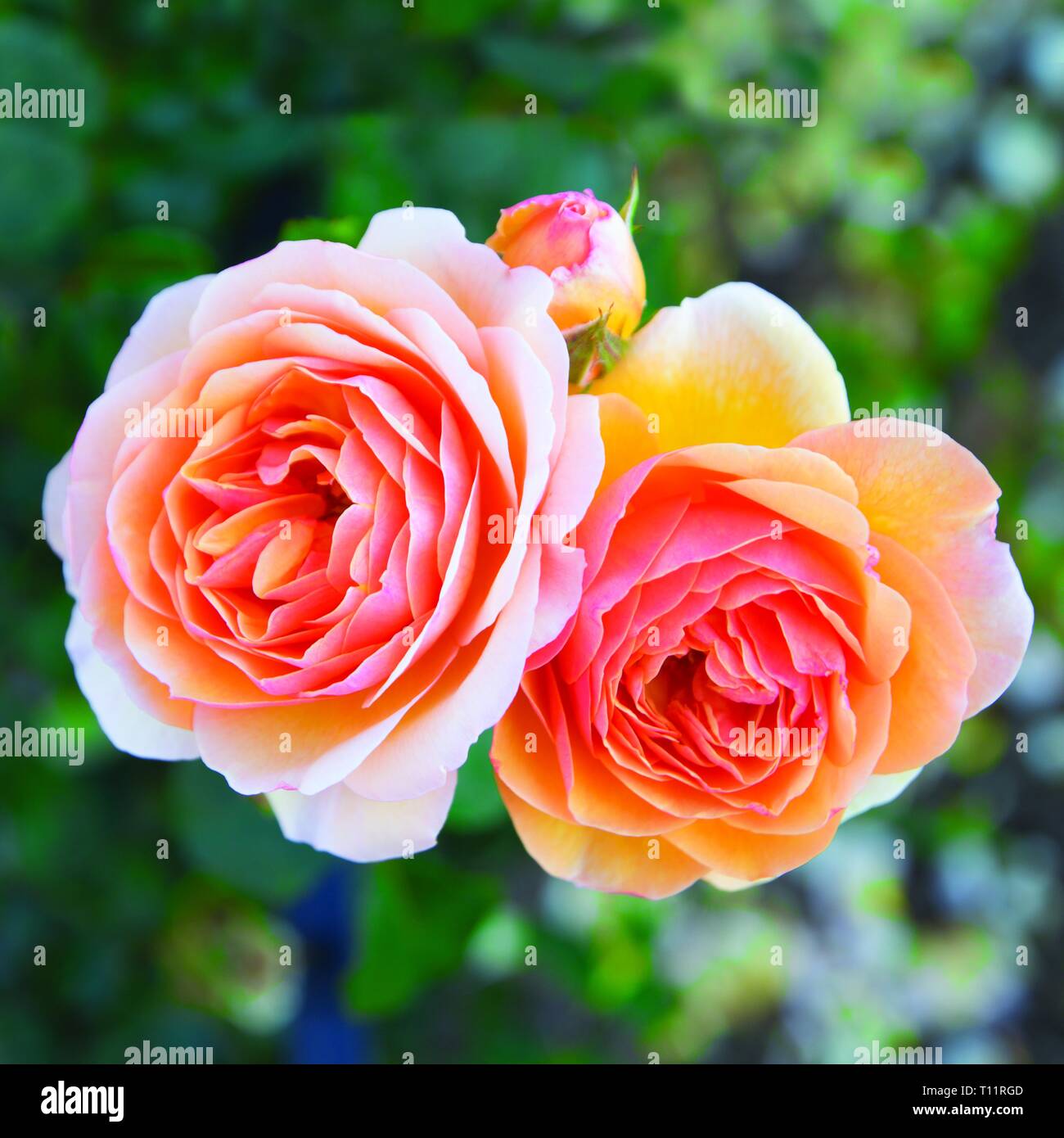 Orange and red roses hi-res stock photography and images - Alamy