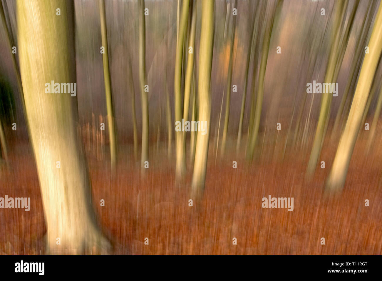 Europe, England, Forest of Dean. Beech tree abstract in golden light of ...
