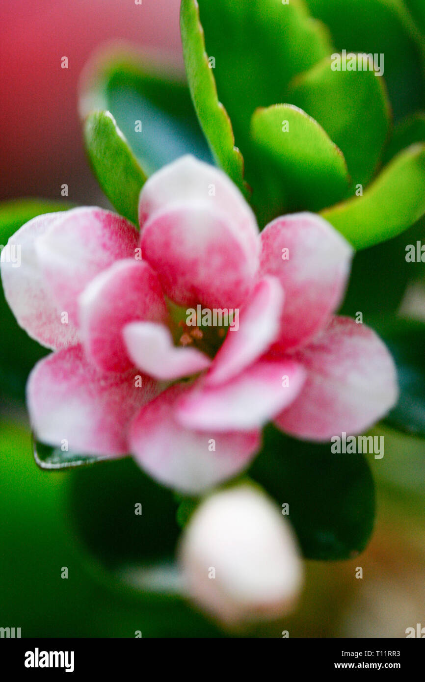 little pink flower with green leaves Stock Photo - Alamy