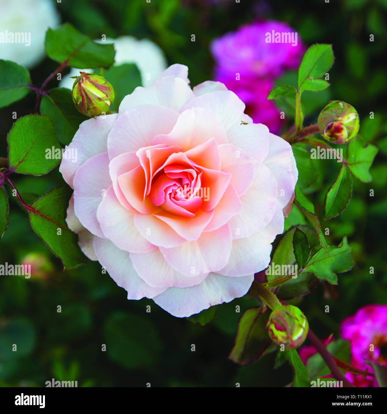 Rose breeding hi-res stock photography and images - Alamy