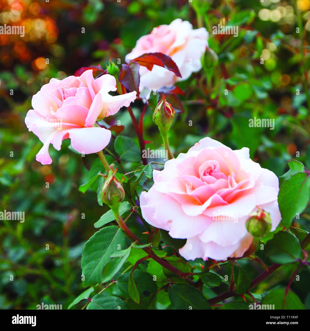 Rose breeding hi-res stock photography and images - Alamy