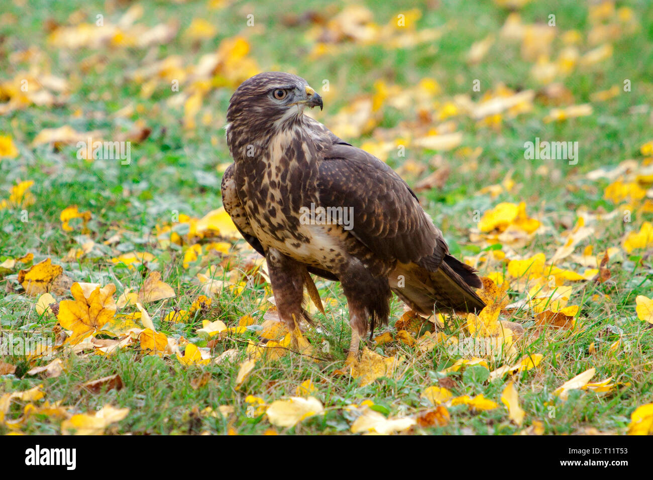 Buzzard hunting hi-res stock photography and images - Alamy