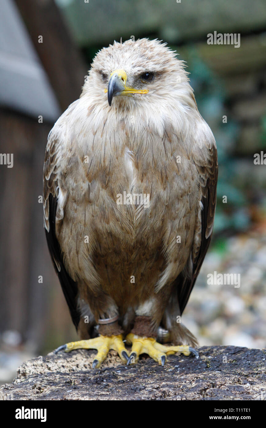 Raptorial bird hi-res stock photography and images - Alamy