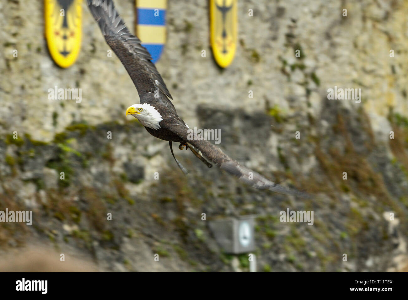 Raptorial bird hi-res stock photography and images - Alamy