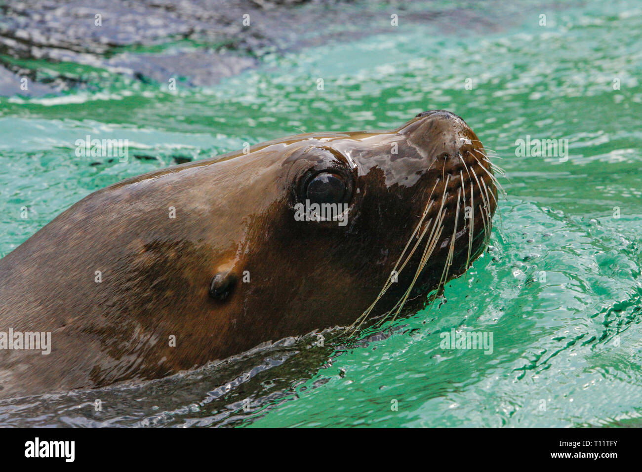 Baby sea lion underwater hi-res stock photography and images - Alamy