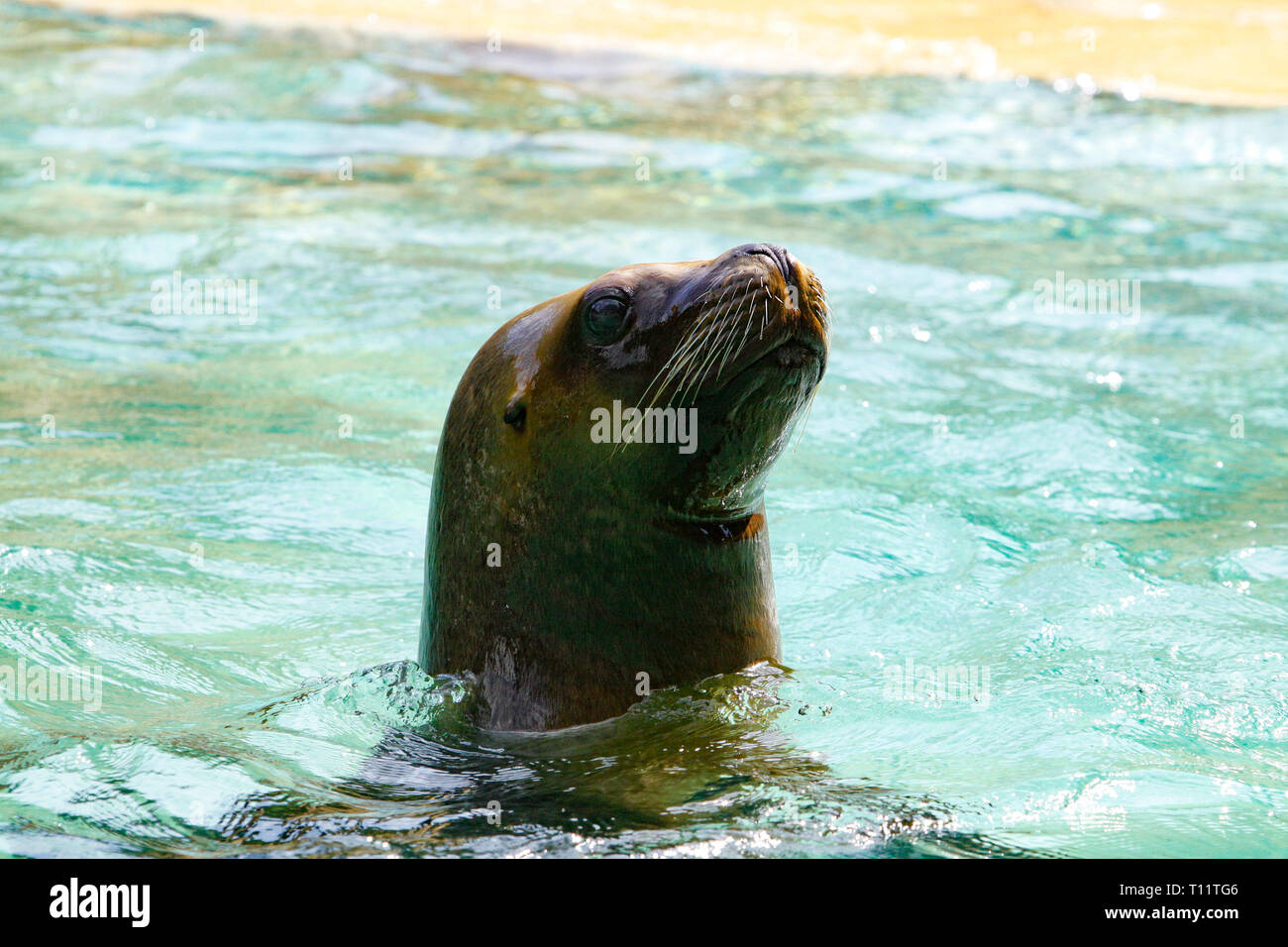 Lion baby of the sea swimming in water hi-res stock photography and ...