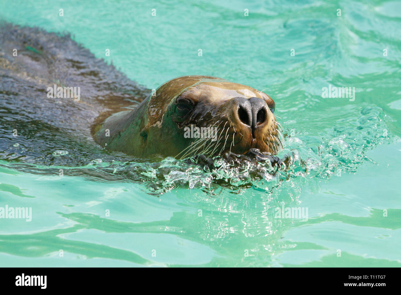 Closeup of a robbe in the water Stock Photo - Alamy