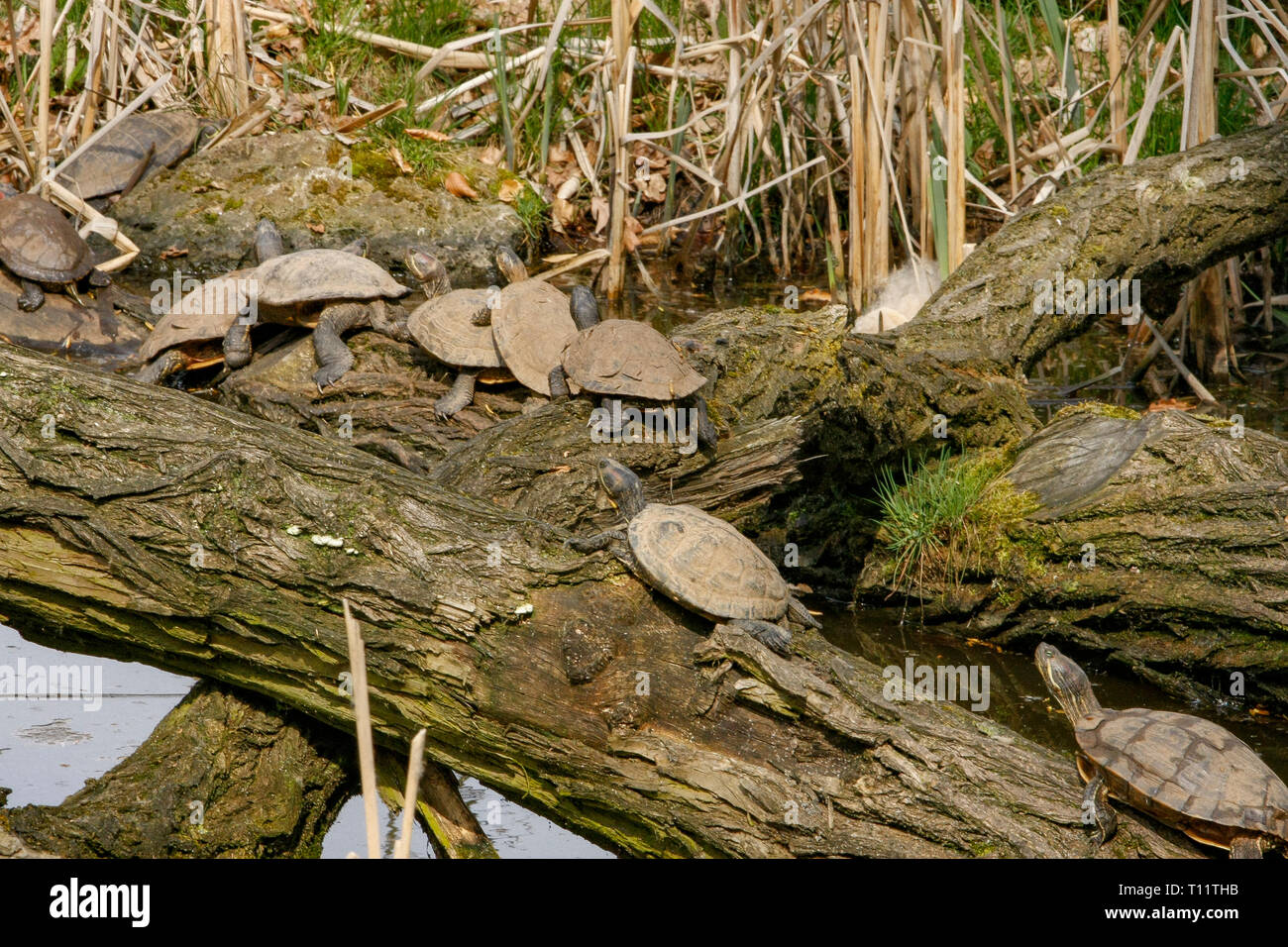 a group of turtles on a tree in the sea Stock Photo - Alamy