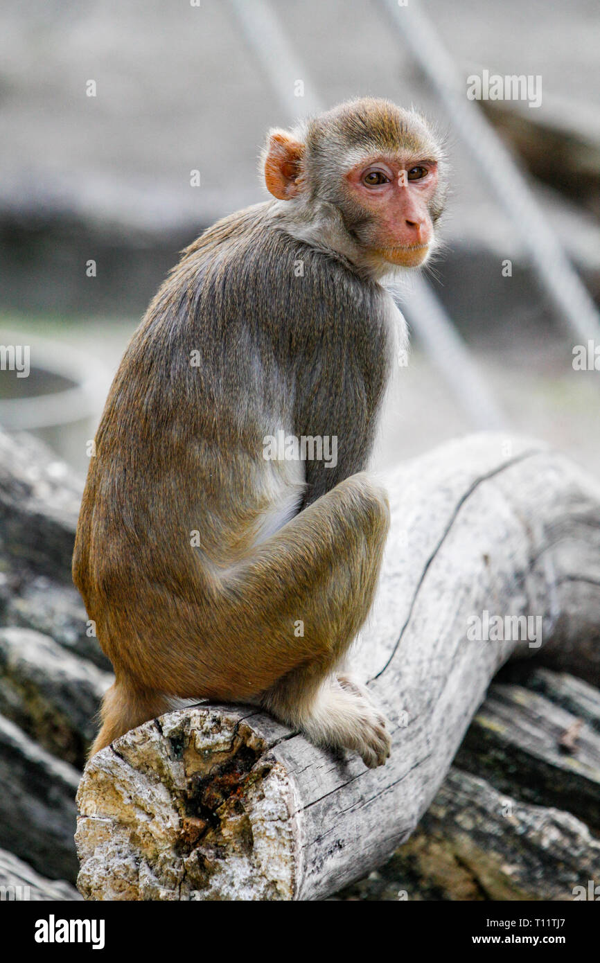 a little monkey sitting on a tree Stock Photo - Alamy