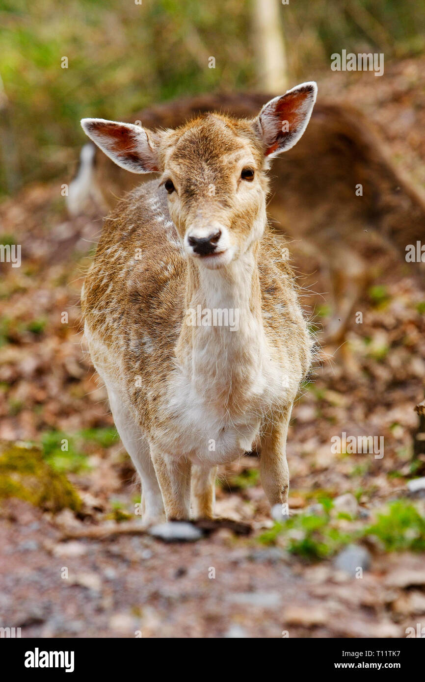 young deer is looking into the camera Stock Photo - Alamy