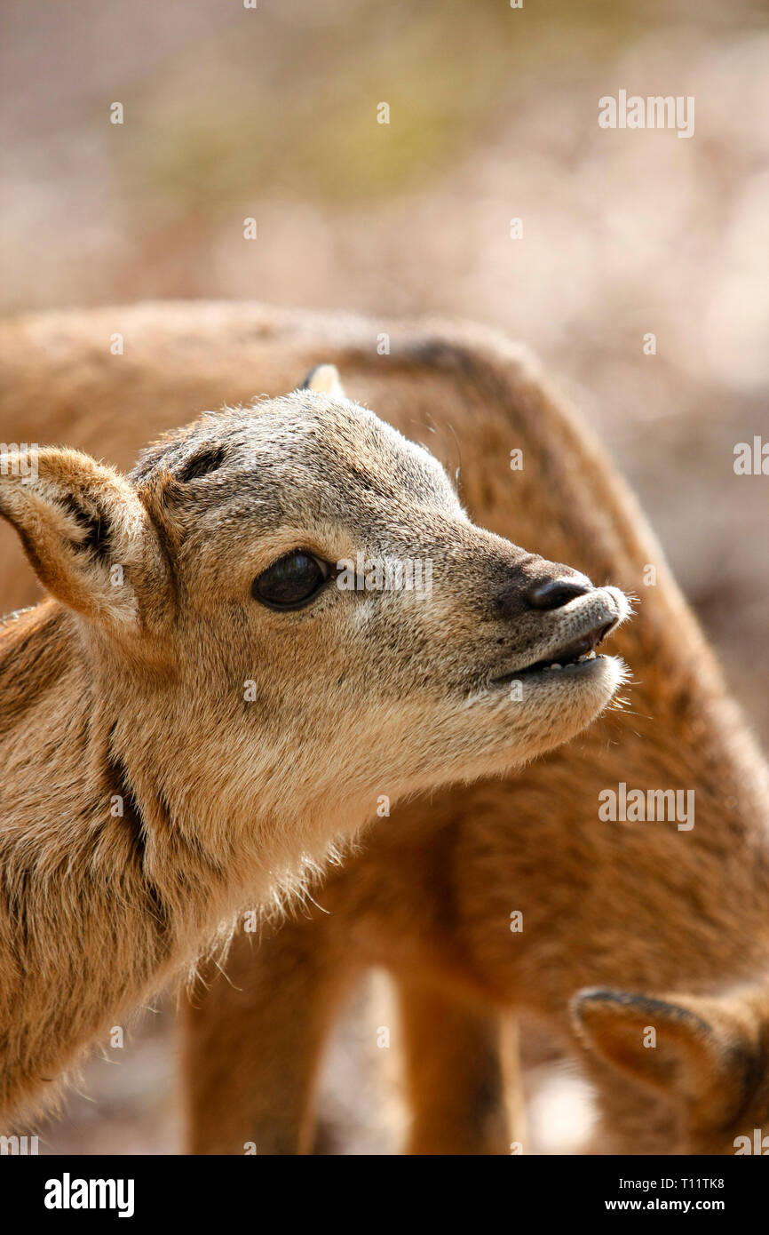 bambi is crying Stock Photo - Alamy