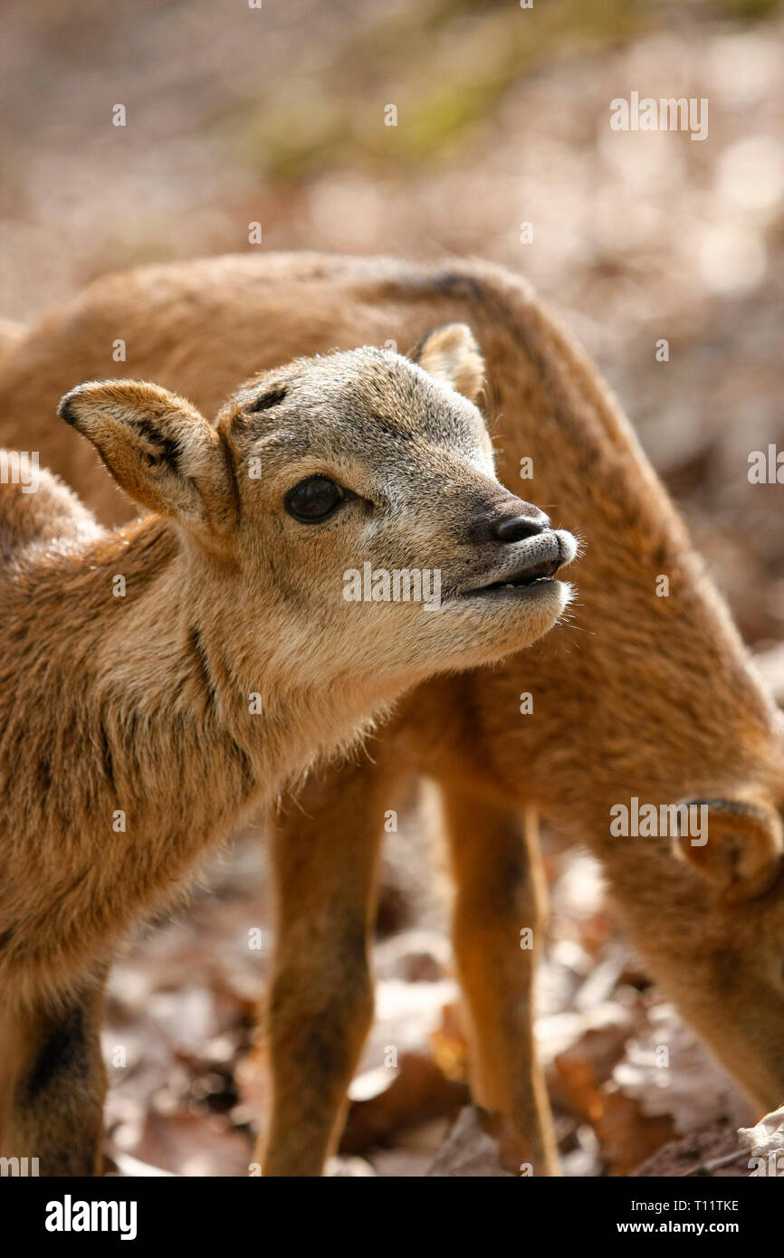 bambi is crying Stock Photo - Alamy