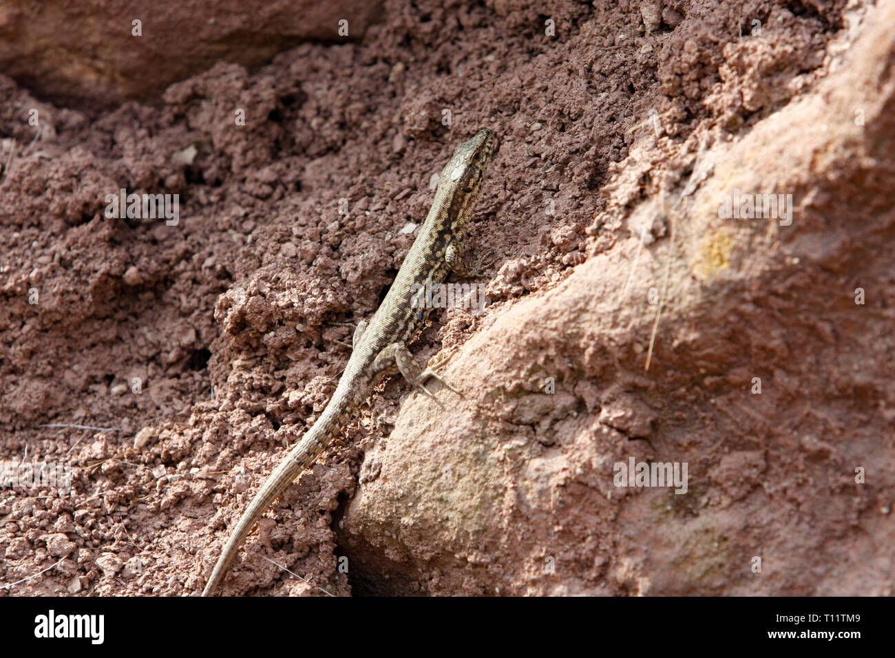 Lizard hanging by tail hi-res stock photography and images - Alamy
