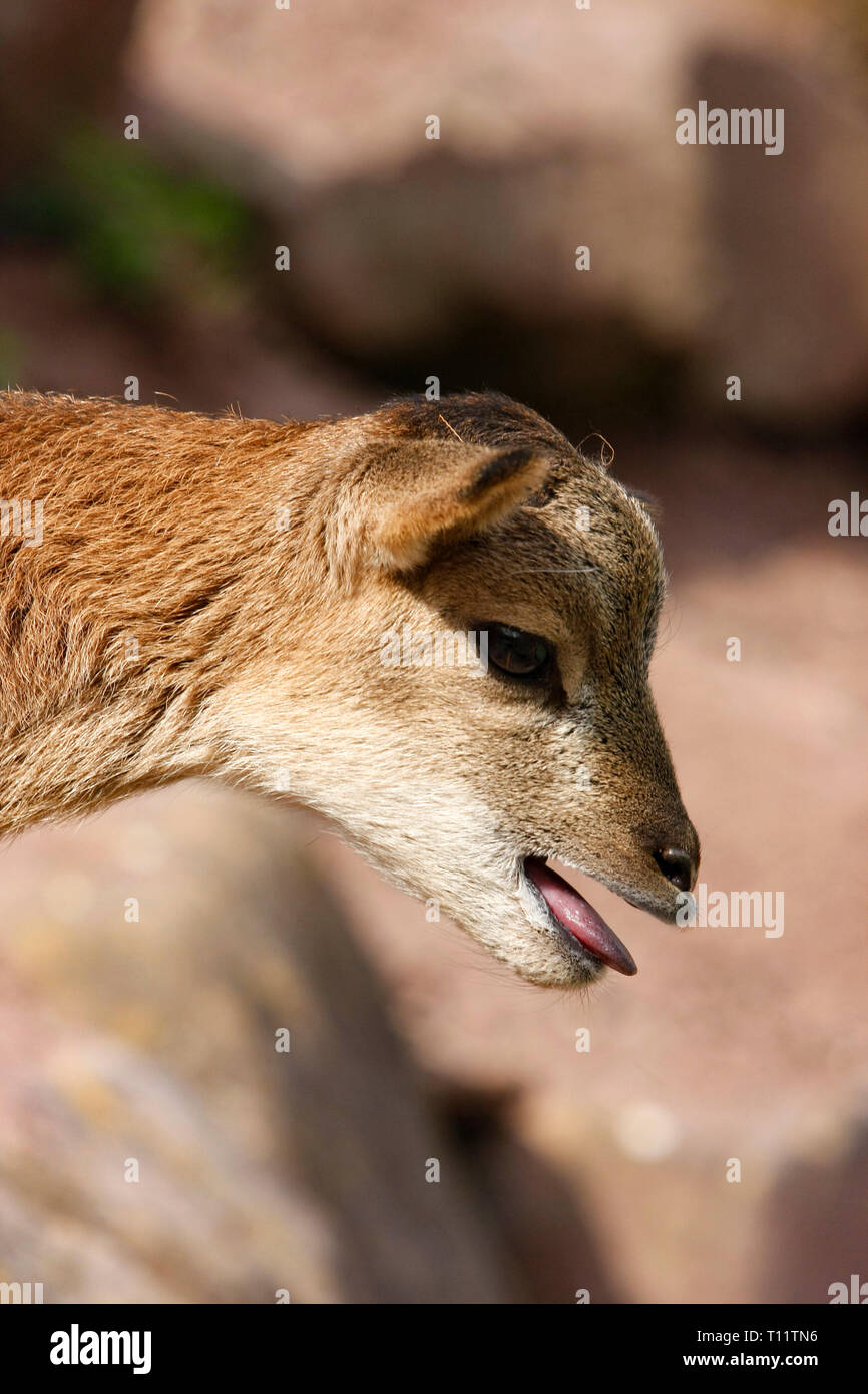 bambi is crying Stock Photo - Alamy