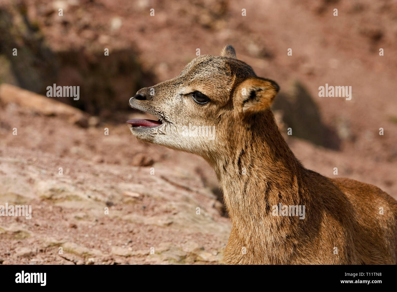 bambi is crying Stock Photo - Alamy