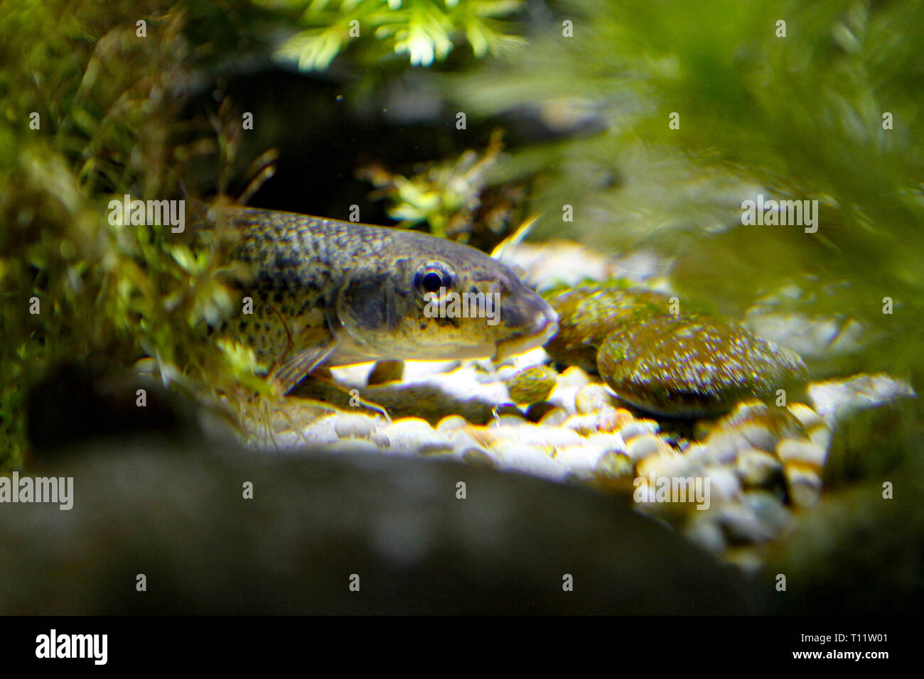 a little fish in a underwater landscape Stock Photo - Alamy